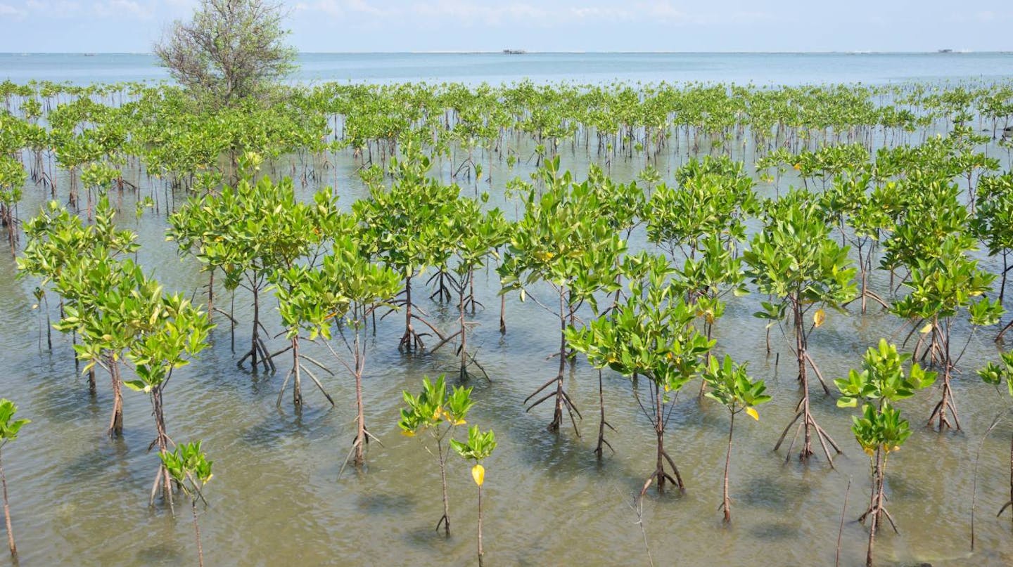 Six projects restoring vital mangrove forests around the world | One Earth